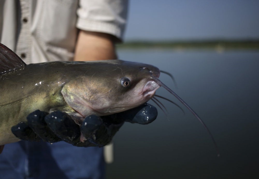 Aqua Feed Additives - Lima Biotech