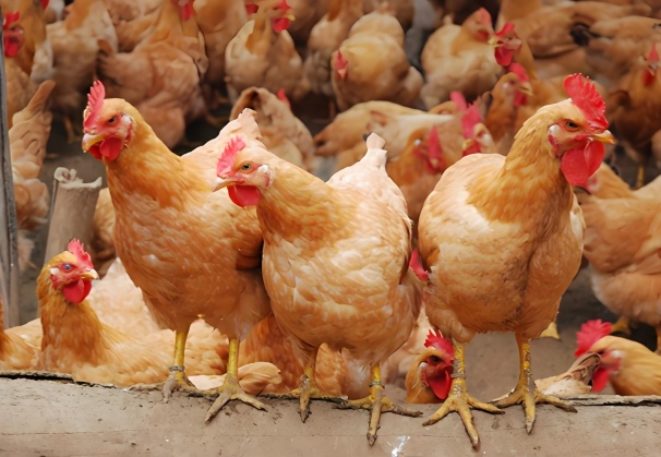 Lima Biotech Broilers Feed Additives High-Quality Feed Additives for ...