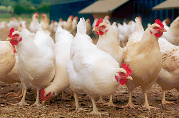 Premium Chicken Feed Additives | Lima Biotech - Lima Biotech