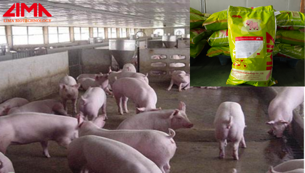 Why Your Pig Isn’t Growing? Try These Pig Growth Promoter Tips - Lima ...